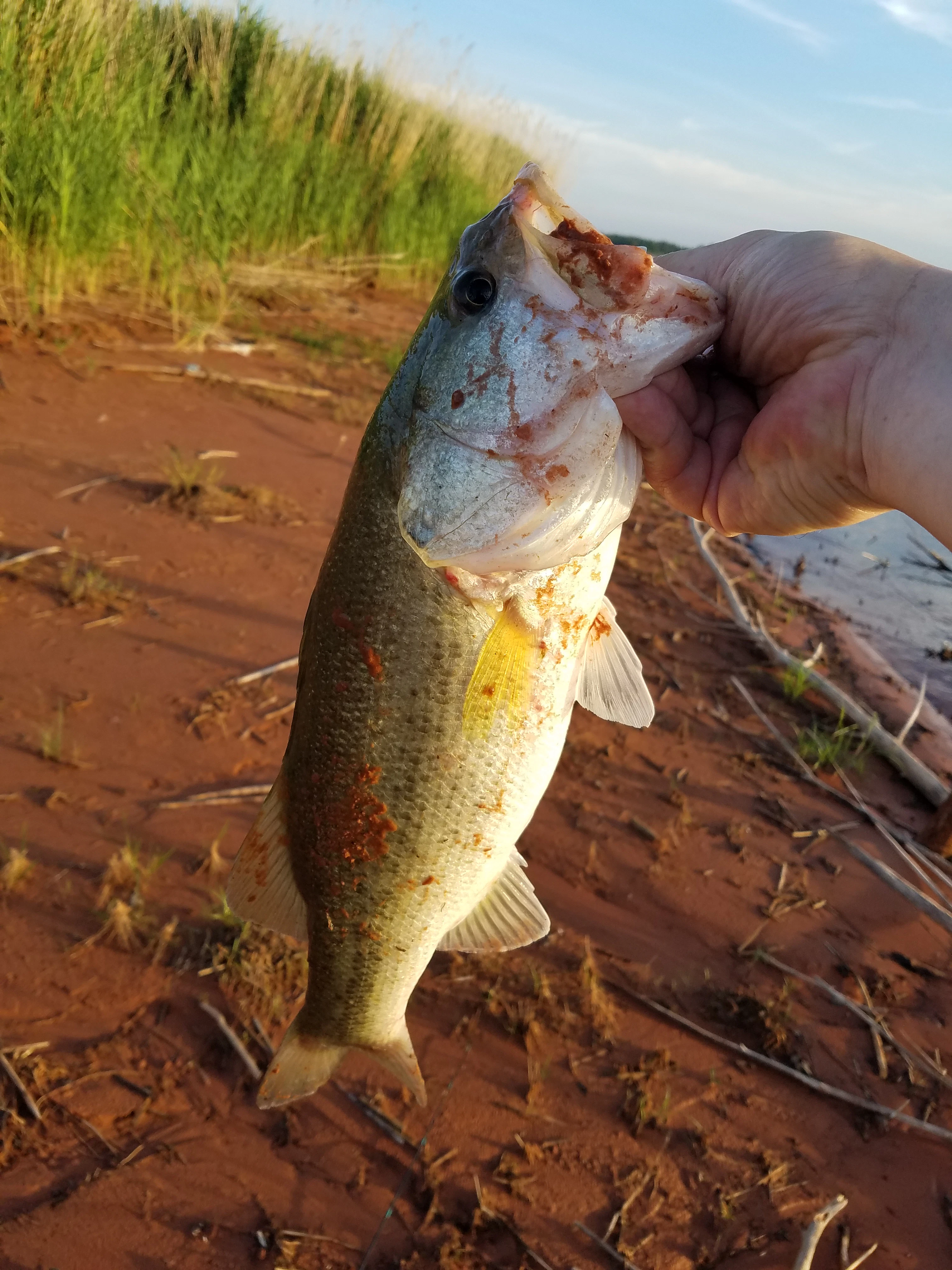 Stanley Draper Lake Fishing Report for Largemouth Bass(Jul 4, 2022 ...