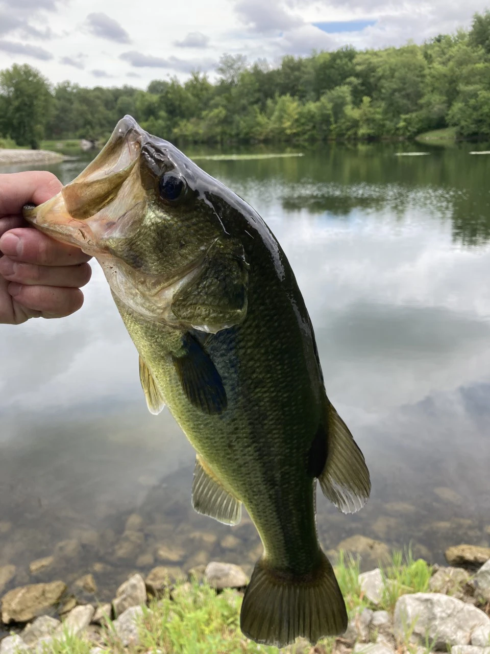 Kent Park Lake Fishing Report for Largemouth Bass(Aug 19, 2022) | Omnia ...