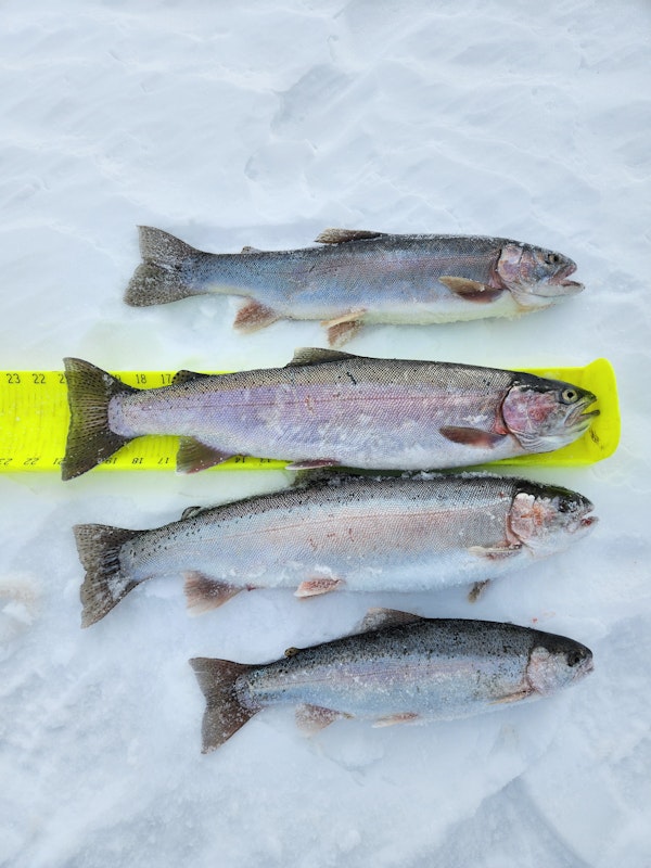 Magic Reservoir Fishing Reports | Omnia Fishing