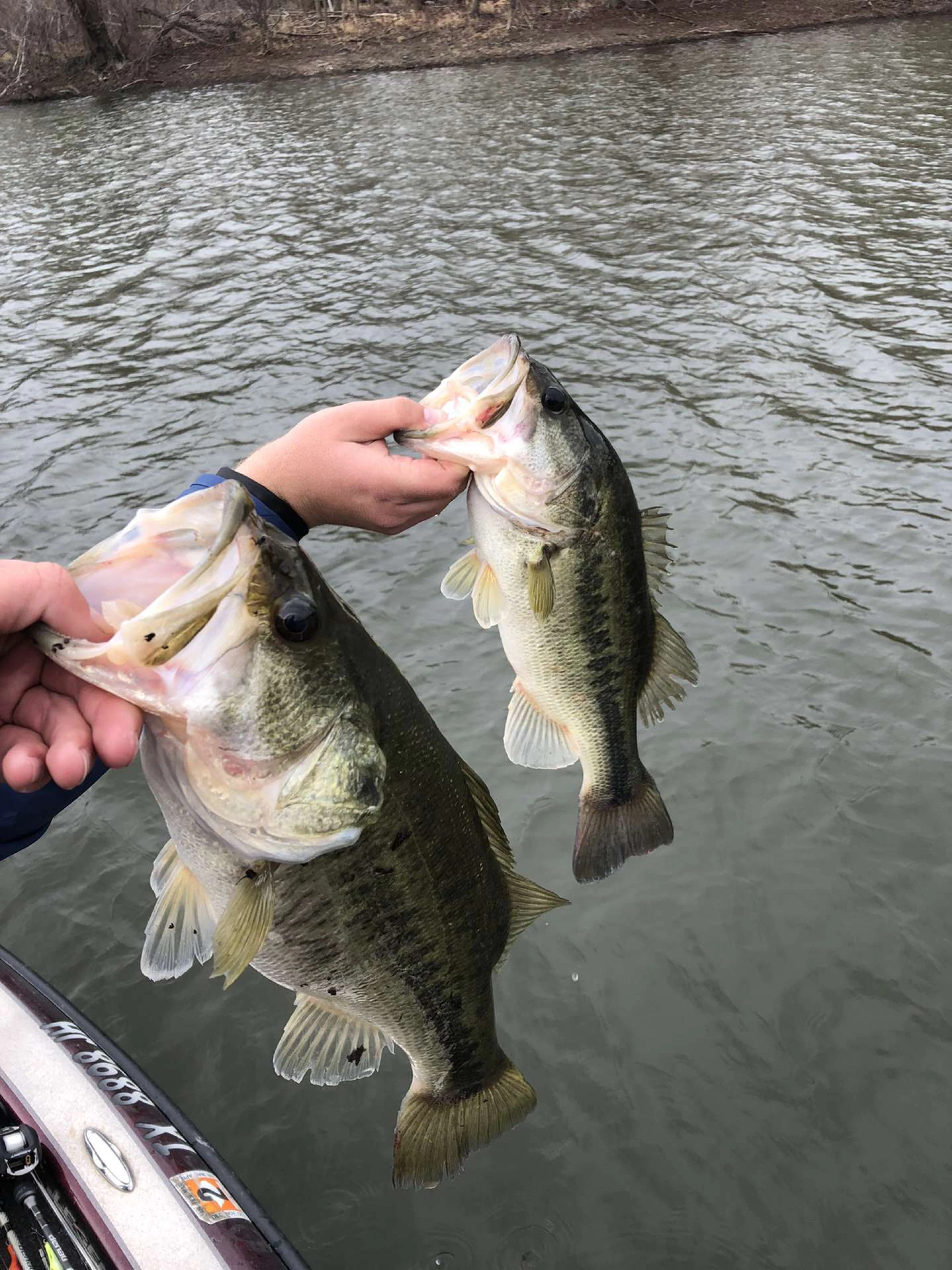 Sam Rayburn Reservoir Fishing Report for Largemouth Bass(Mar 16, 2022 ...