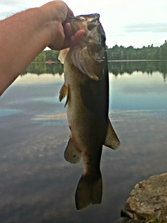 Shellcamp Pond Fishing Report for Largemouth Bass(Mar 17, 2022) | Omnia ...