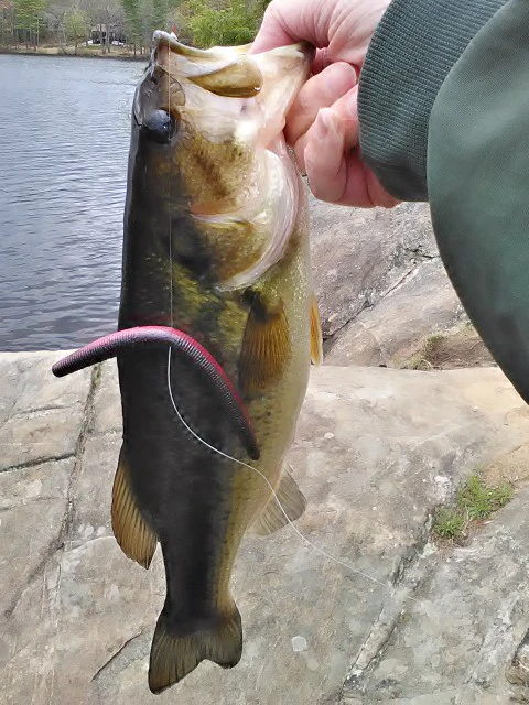 Shellcamp Pond Fishing Report for Largemouth Bass(Mar 26, 2022) | Omnia ...
