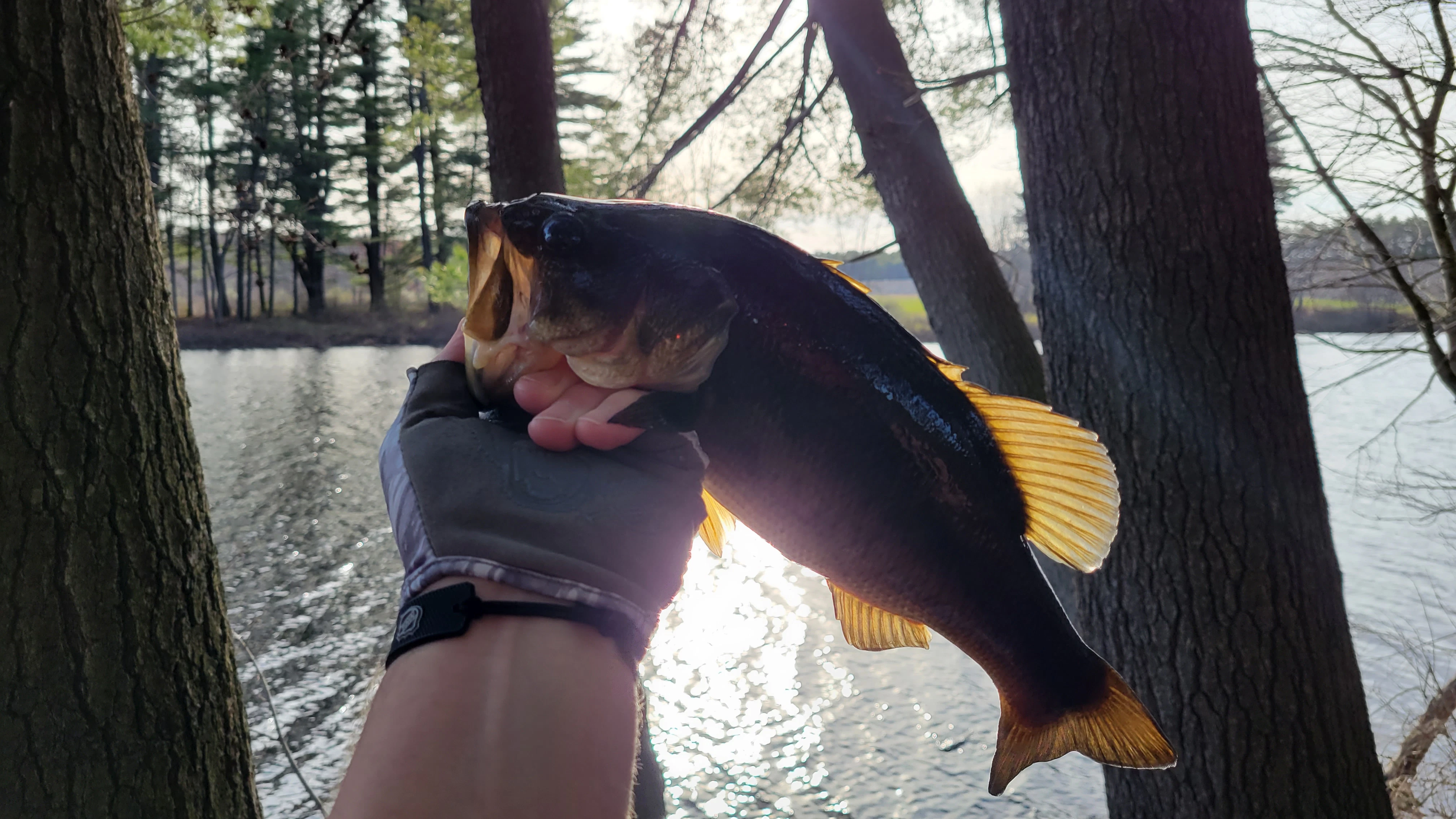 Elm Brook Pool Fishing Report for Largemouth Bass(Apr 26, 2022) | Omnia ...