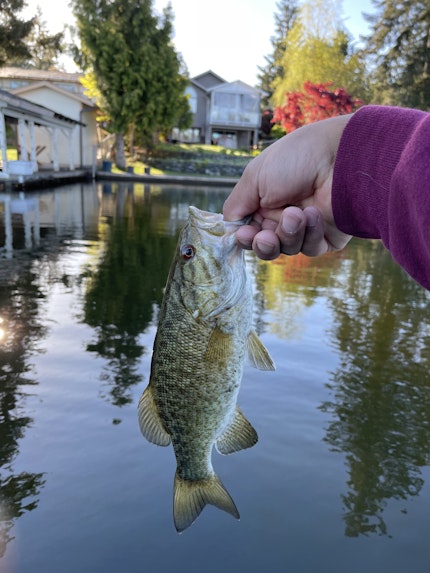 Lake Tapps Fishing Report for Smallmouth Bass(May 23, 2022) | Omnia Fishing