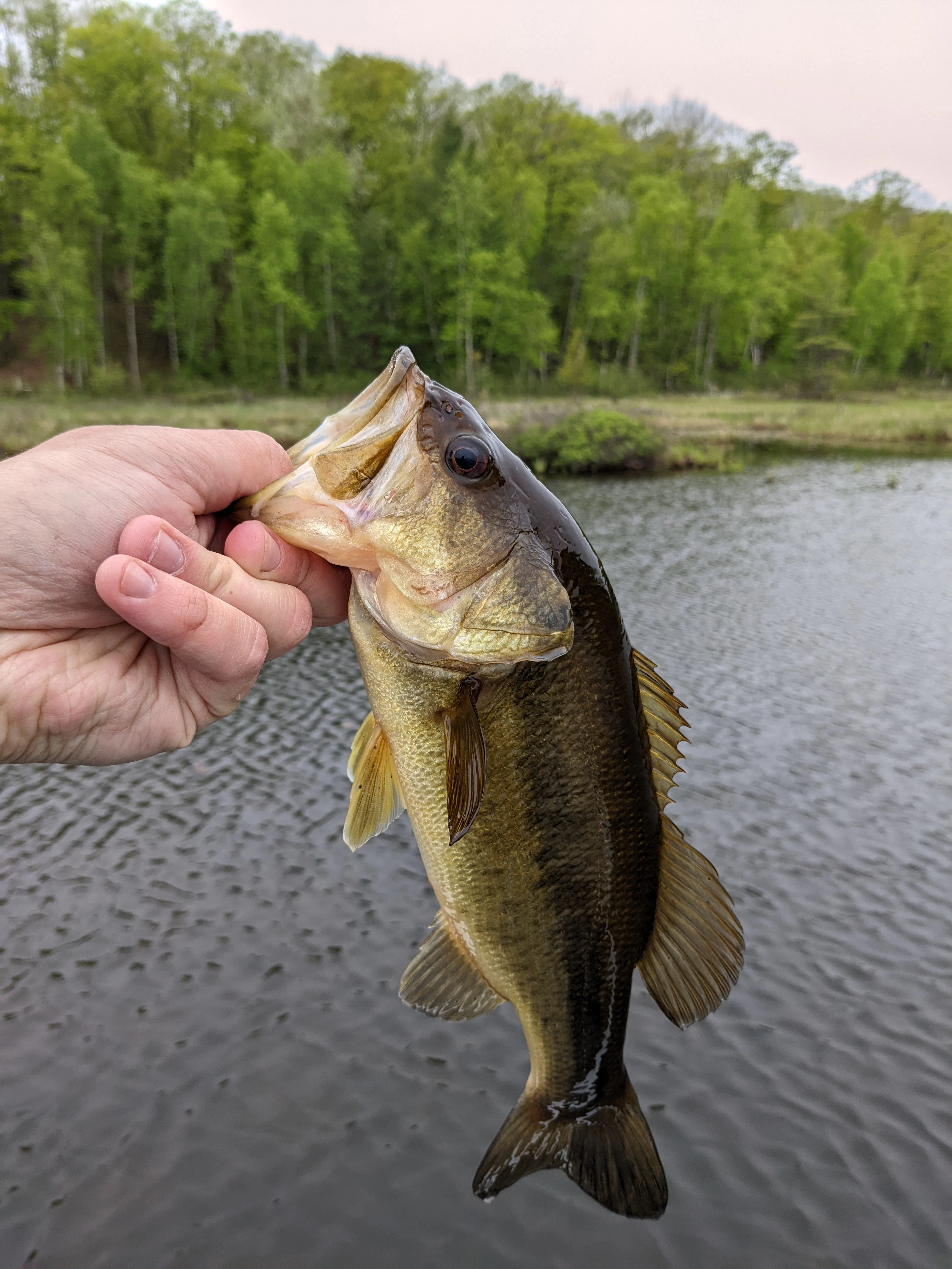 Lake Nettie Fishing Report for Largemouth Bass(May 30, 2022) | Omnia ...